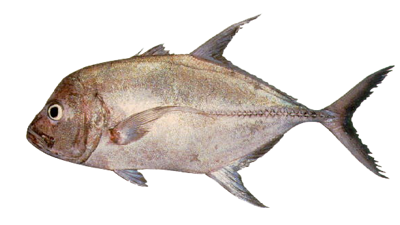 Jurel Negro | Atlas WeFish